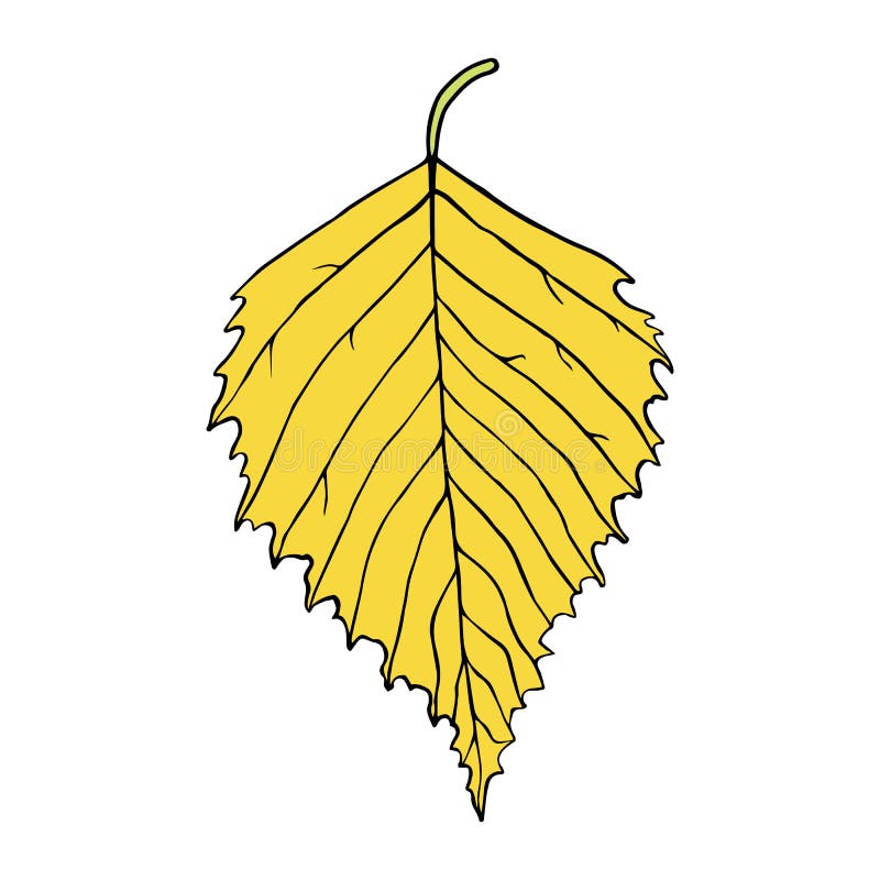Isolated Vector Illustration of Birch Leaf. Cartoon Style Stock Vector ...