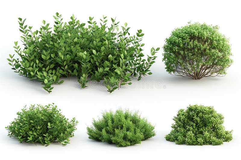 Of Isolated Vegetation, Green Bush on White Background, Shown from ...