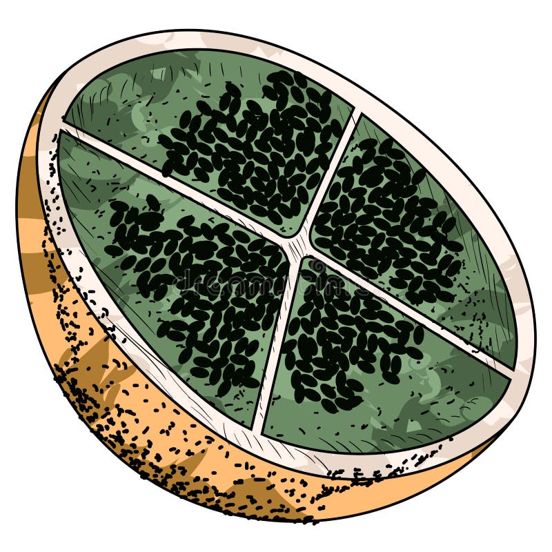 Isolated vintage lulo stock vector. Illustration of graphic - 101351568