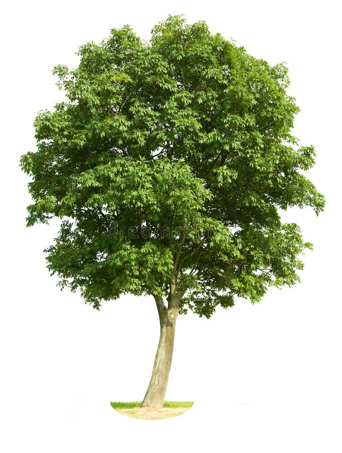 Isolated walnut tree stock image. Image of branch, bark - 32156239