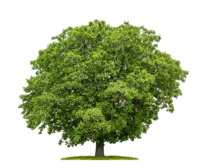Isolated walnut tree stock image. Image of branch, bark - 32156239