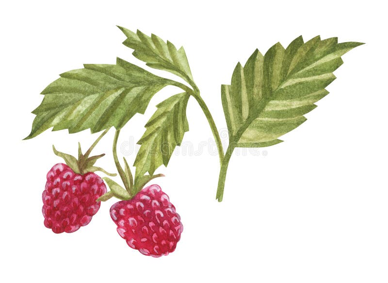 Raspberry Packaging Mockup stock image. Image of packaging - 206935131