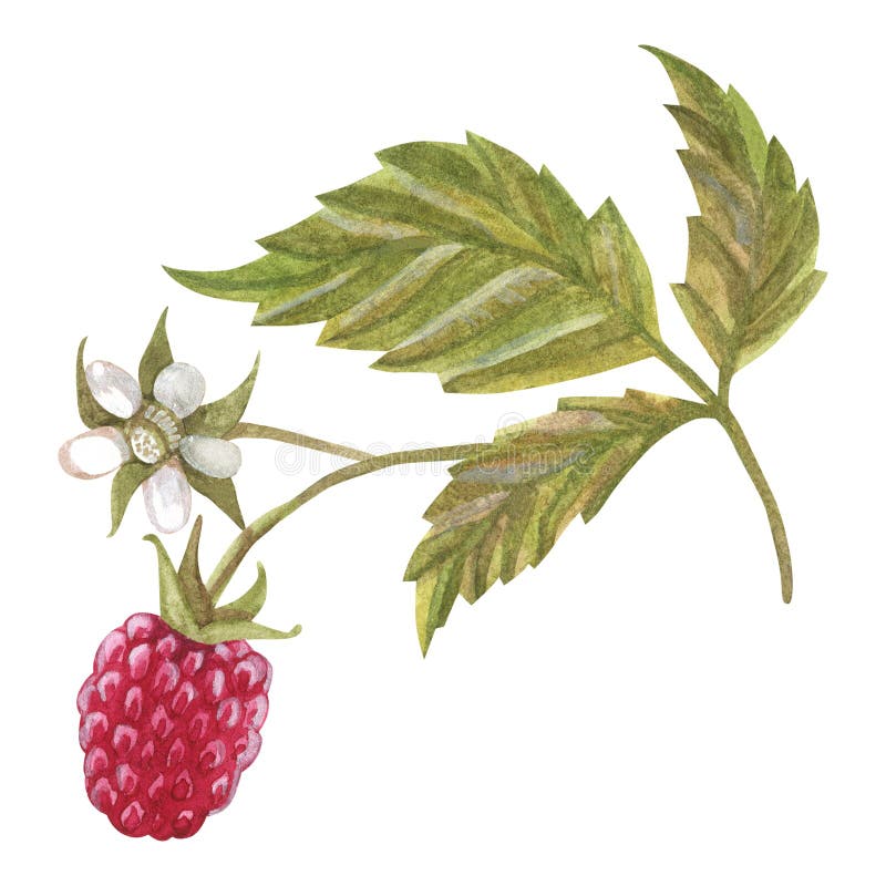 Raspberry Packaging Mockup stock image. Image of packaging - 206935131