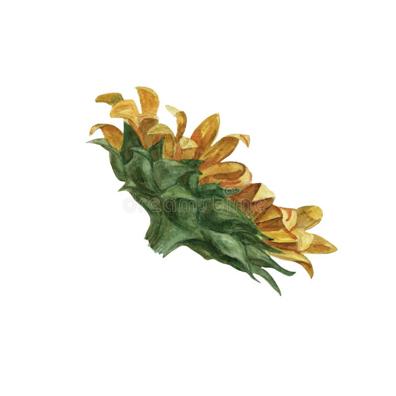 Sunflower Side View Stock Illustrations – 172 Sunflower Side View Stock ...