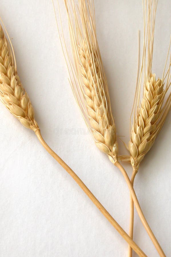 Isolated Wheat stock photo. Image of harvest, barley, lifestyle - 307346