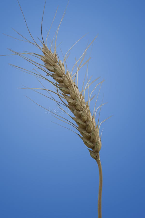 Isolated Wheat Stalk stock photo. Image of cultivate - 44487314