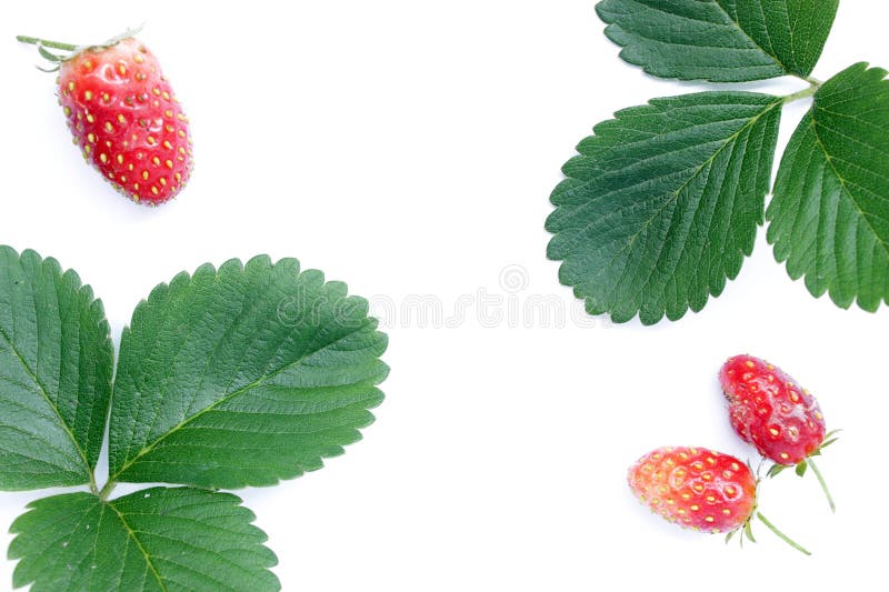 Photo of Three Strawberries with Leaves on Isolated White Background ...