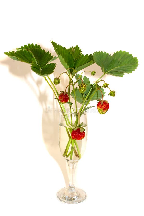 Isolated on White Background Closeup of Strawberries on the Bush Stock ...