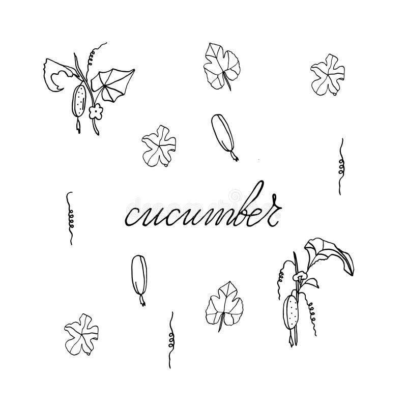 Isolated on White Background Cucumber on a Branch, Hand-drawing, Doodle ...
