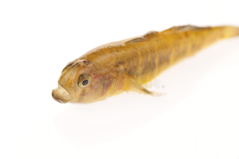 Isolated in the White Background of Fish Stock Image - Image of object ...