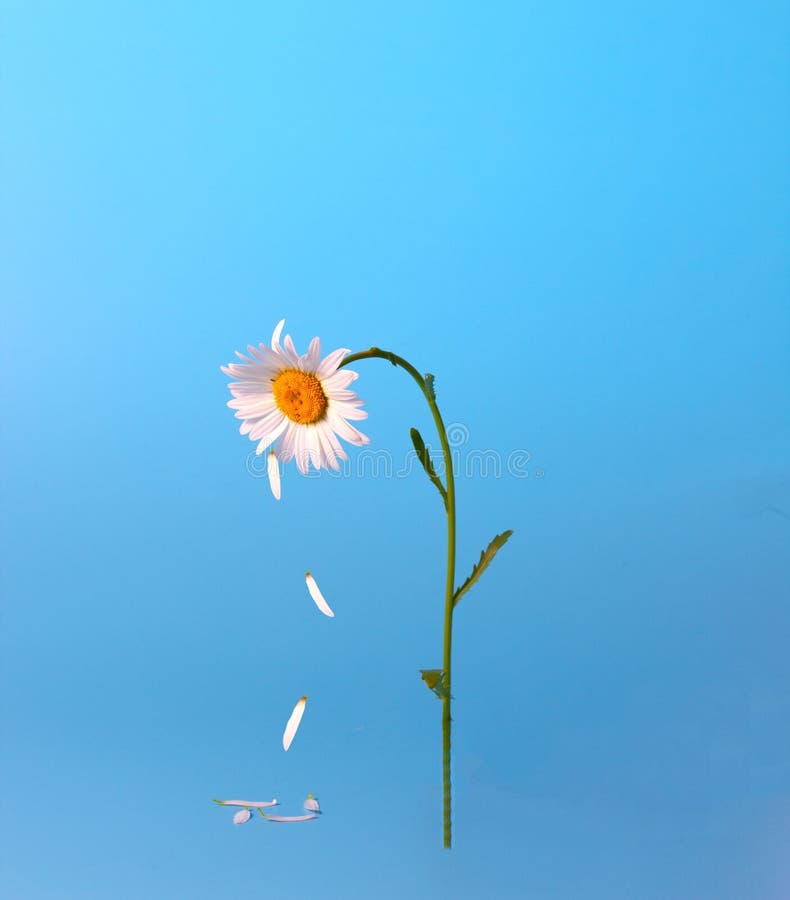 236 Daisy Falling Petals Stock Photos - Free & Royalty-Free Stock ...