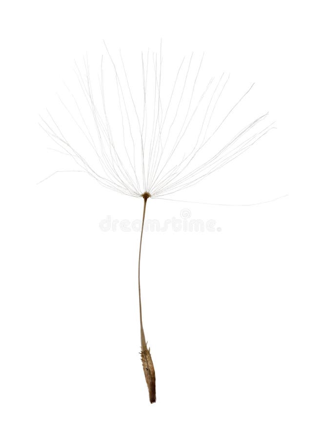 Single Dandelion Seed on White Stock Image - Image of development ...