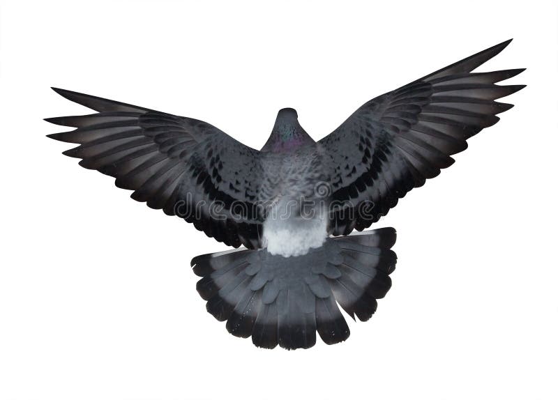 Isolated on White Dark Flying Dove Top View Stock Photo - Image of gray ...