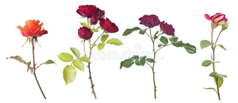 Isolated on White Four Red Color Roses Stock Image - Image of plant ...