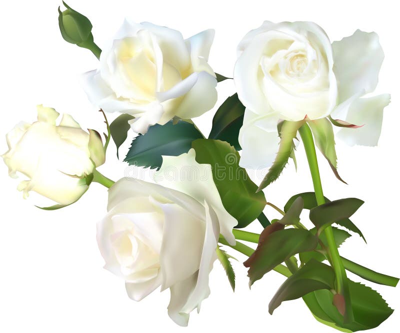 Four White Roses Illustration Stock Illustrations – 154 Four White ...