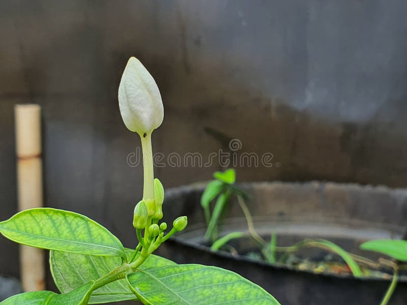 White Jasmine Flower Bud and Leaves. Close Up, Selective Focus Stock ...