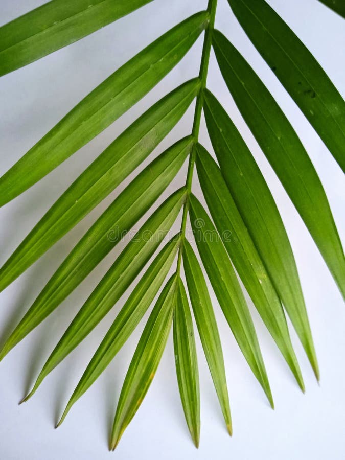 Isolated on White Natural Palm Tree Leaves, Natural Background of Fresh ...