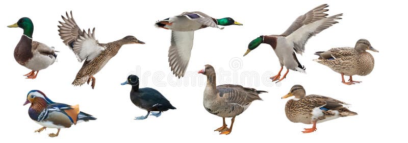 Isolated on White Nine Ducks Stock Photo - Image of bird, duck: 197196900