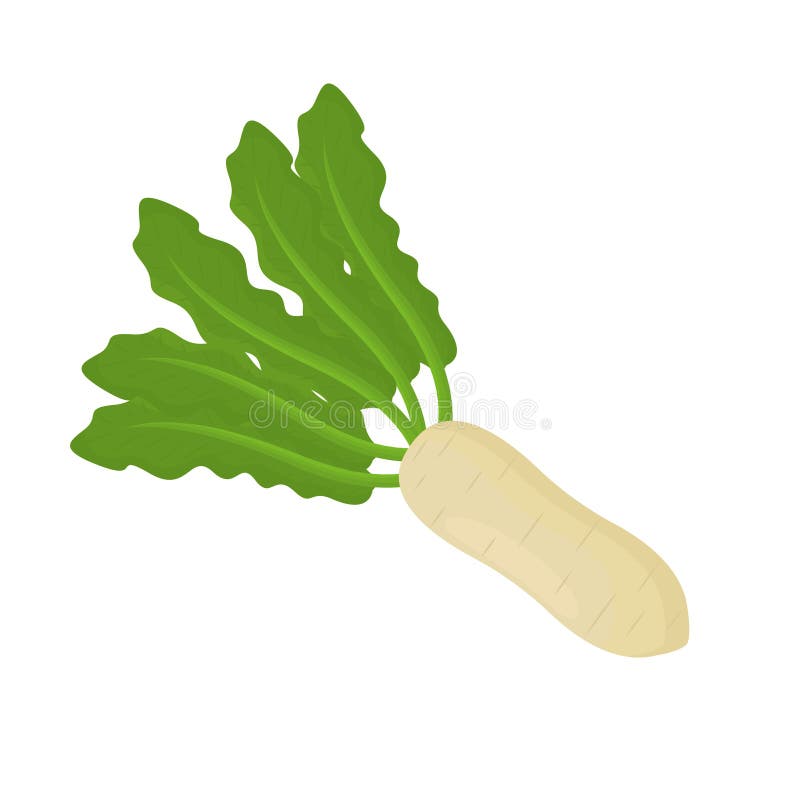 Isolated White Raddish Flat Design Icon Vector Stock Vector ...