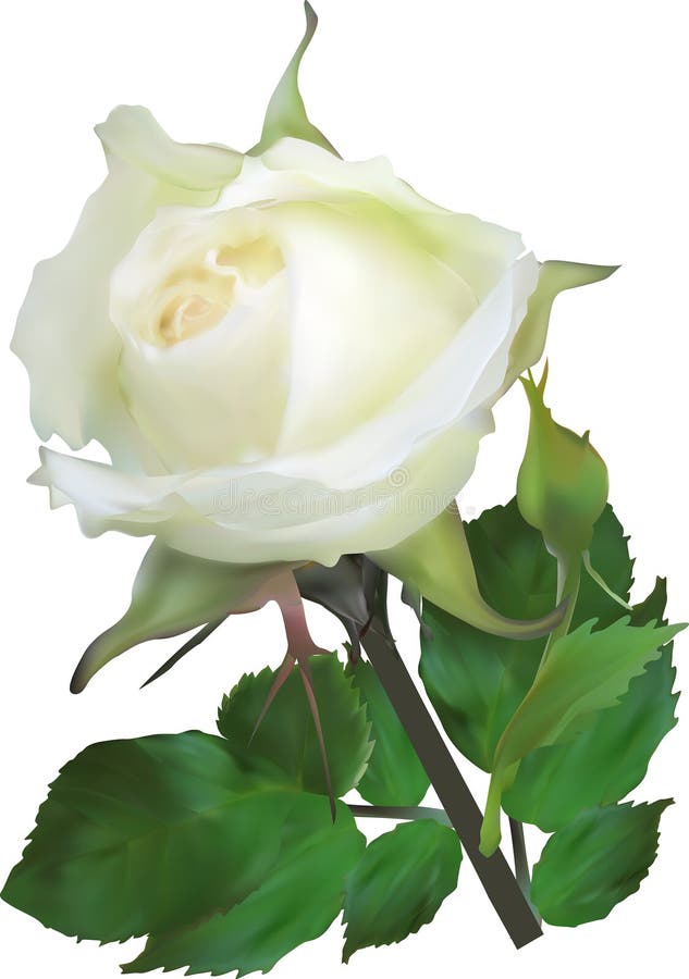 White rose stock illustration. Illustration of hand, beige - 71626109