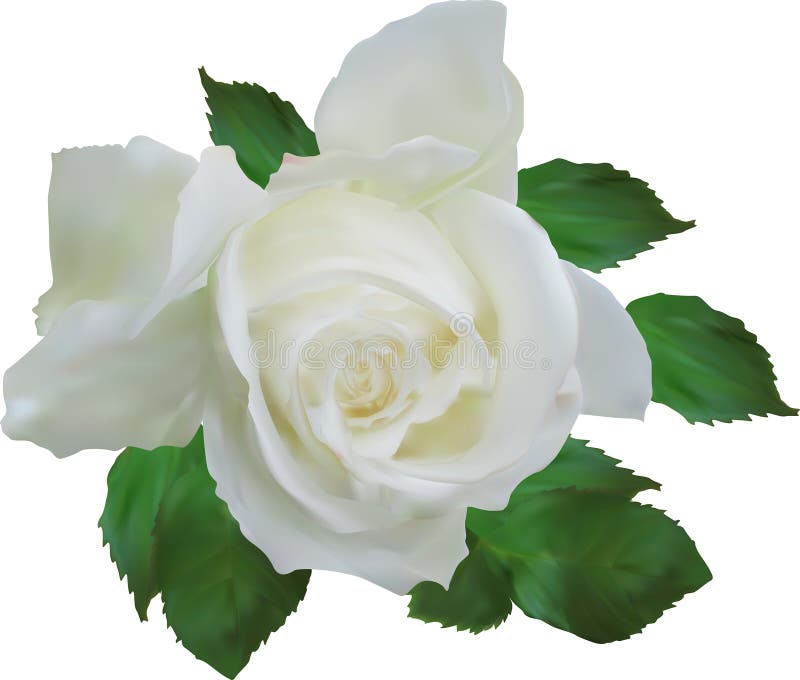 Isolated White Rose with Small Green Leaves Stock Vector - Illustration ...