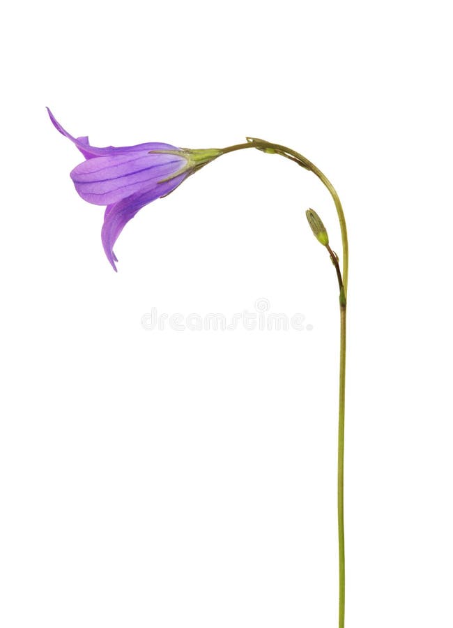 Bellflower Isolated on White Stock Image - Image of field, flowerbed ...