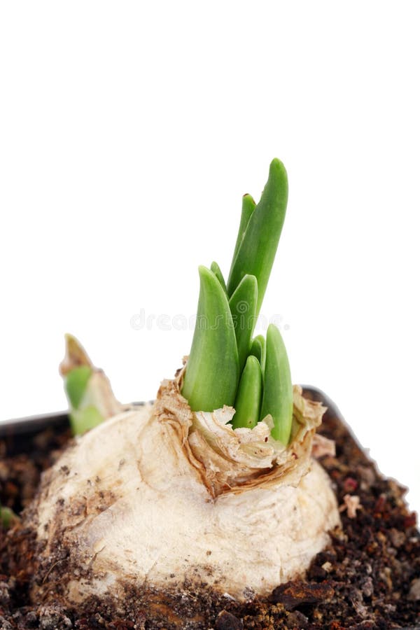 Isolated on white sprout stock image. Image of spring - 28552497
