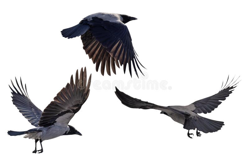 White Three Large Crows Stock Photos - Free & Royalty-Free Stock Photos ...