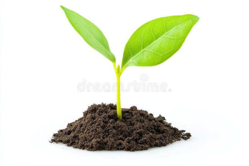 Isolated on a White or Transparent Background, a Small Plant Sprout ...