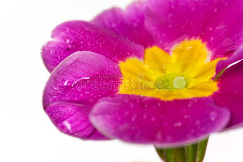 Purple primrose stock image. Image of motherland, style - 92508023