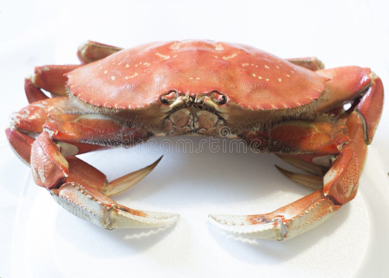 Isolated Whole Dungeness Crab Stock Photo - Image of lobster, creature ...