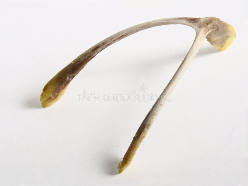 Isolated wishbone stock photo. Image of fortune, isolated - 2346554