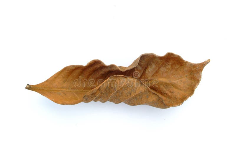 45,859 Withered Image Stock Photos - Free & Royalty-Free Stock Photos ...