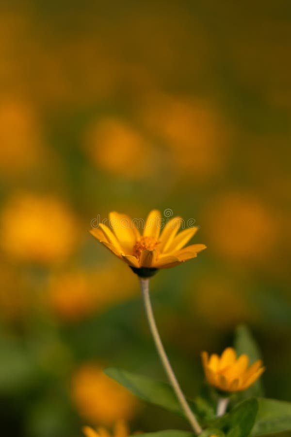 Arrival of Spring in an English Garden Stock Image - Image of planters ...
