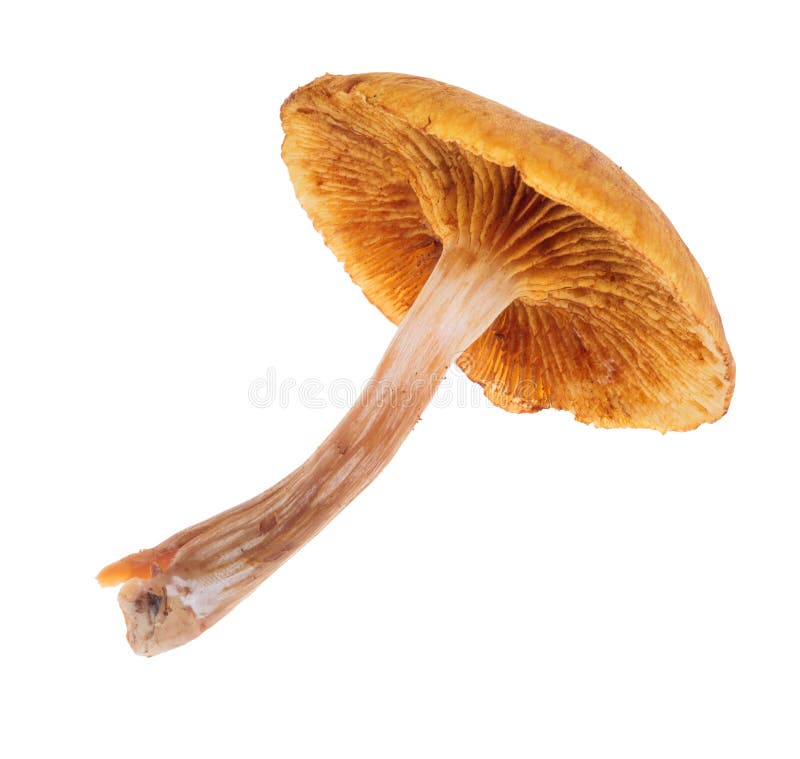 Isolated Yellow Hypholoma Capnoides Stock Photos - Free & Royalty-Free ...
