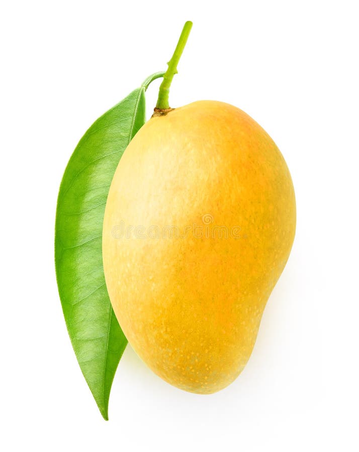 Isolated Yellow Mango on a Branch Stock Image - Image of vertical ...