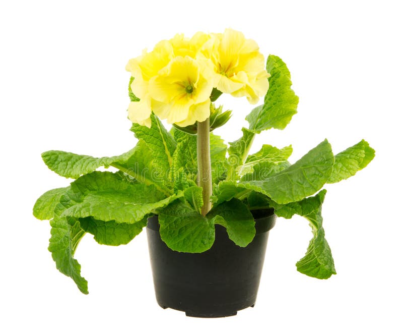Isolated Yellow Primrose Flower Stock Photo - Image of leaf, primula ...