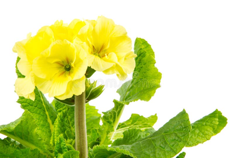 Isolated Yellow Primrose Flower Stock Image - Image of plant, flower ...