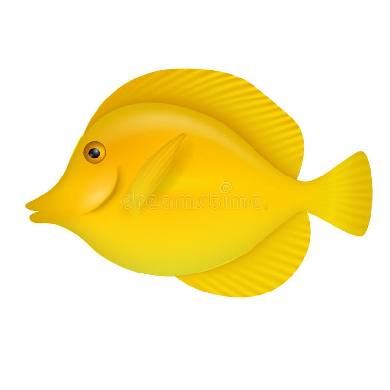 Isolated Yellow Tang Fish Illustration Stock Vector - Illustration of ...