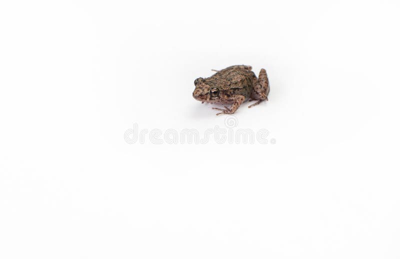 Isolated Young Exotic Tree Frog on a White Background Stock Photo ...