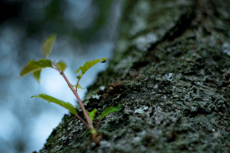Green Sapling Leaves Sprouting from Tree Stock Photo - Image of growth ...