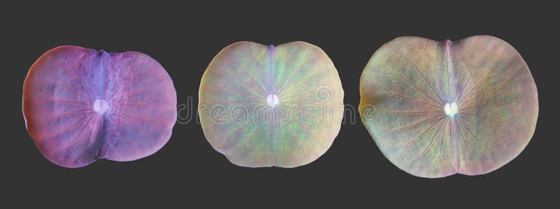 A young single lotus leaf stock photo. Image of bright - 238621914