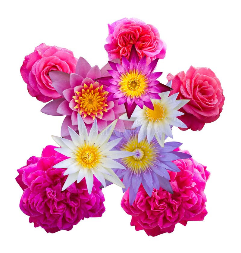 Isolates lotus and rose stock illustration. Illustration of lily - 37805914