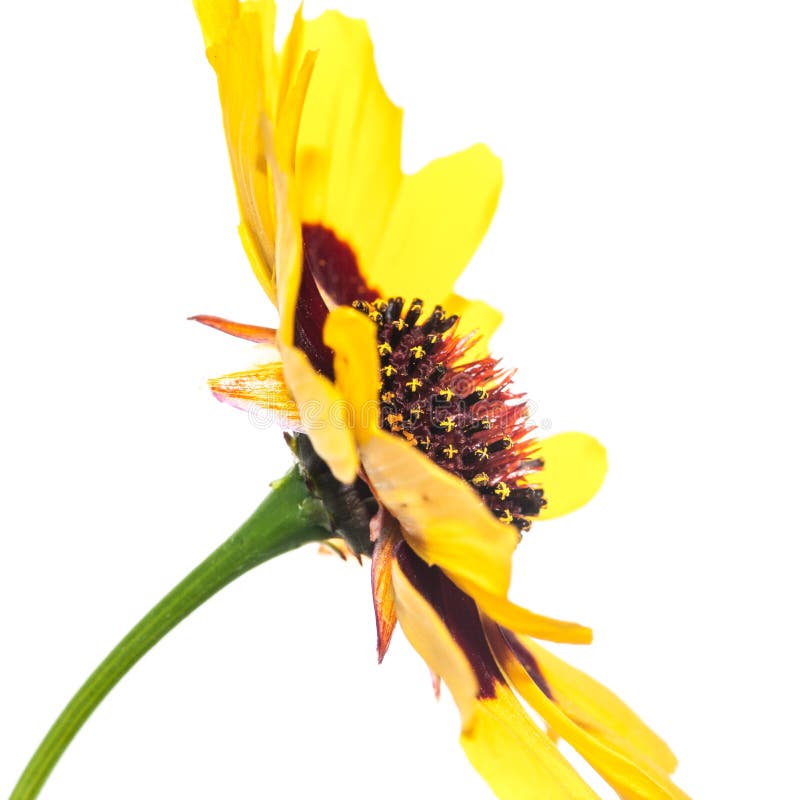 In Isolation stock image. Image of nature, square, yellow - 27823483