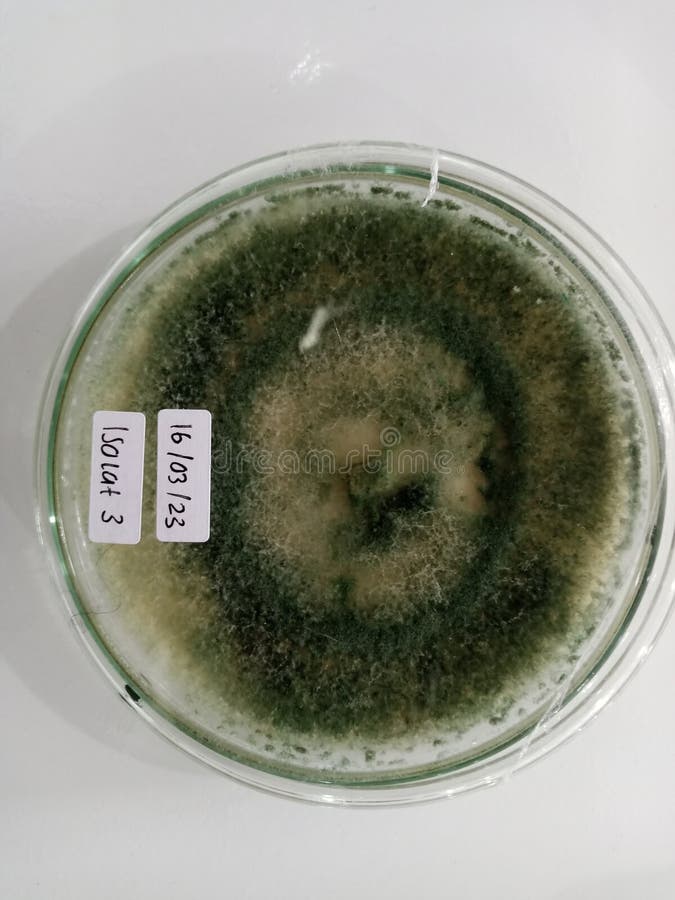 Isolation of Antagonistic Fungi Trichoderma Spp? Stock Photo - Image of ...