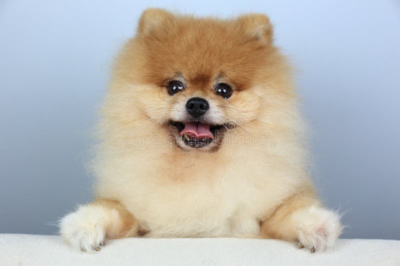 Isolation of Cute Orange Pomeranian (pom Stock Photo - Image of ...