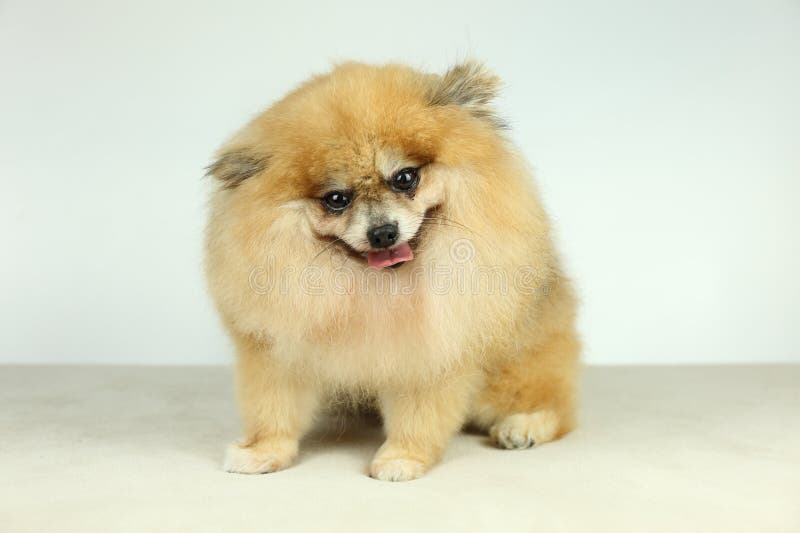 Isolation of Cute Orange Pomeranian (pom Stock Image - Image of animal ...