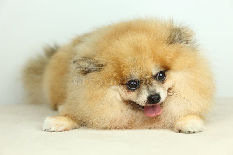 Isolation of Cute Orange Pomeranian (pom Stock Image - Image of ...