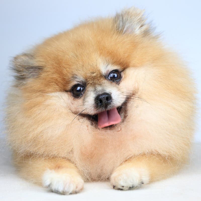 Isolation of Cute Orange Pomeranian (pom Stock Photo - Image of orange ...
