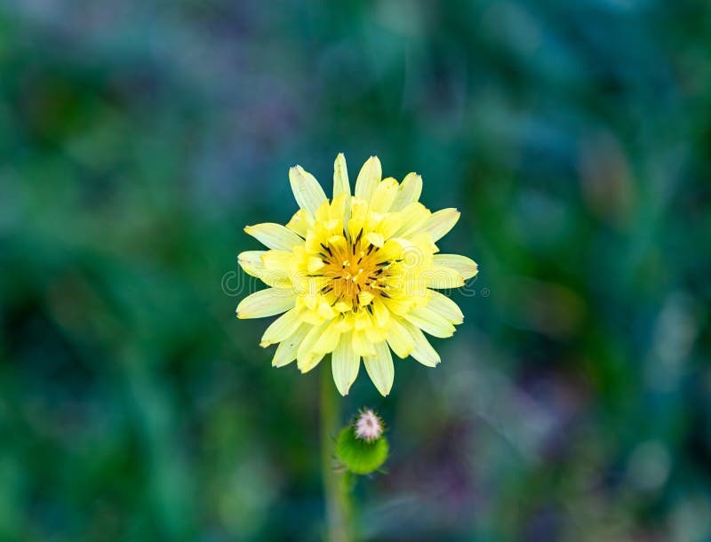 Isolation Shallow Depth of Field Technique of Texas Dandelion. Stock ...